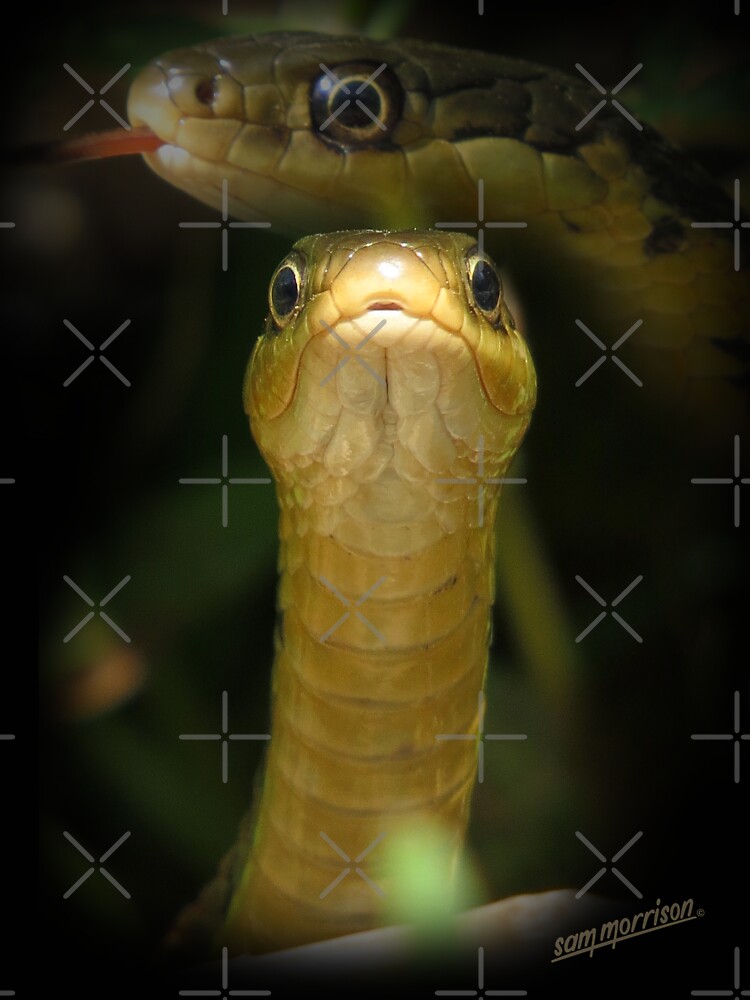 "Garter Snake Portrait - The Vicskburg Collection" Sticker for Sale by ...