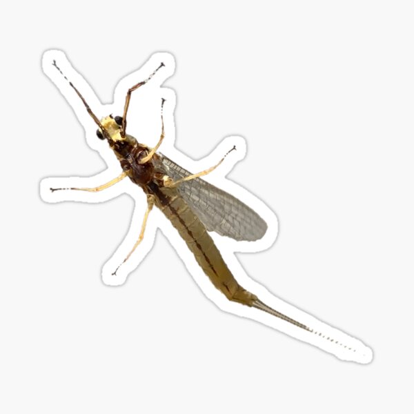 "Giant Mayfly" Sticker for Sale by derbyisdead | Redbubble