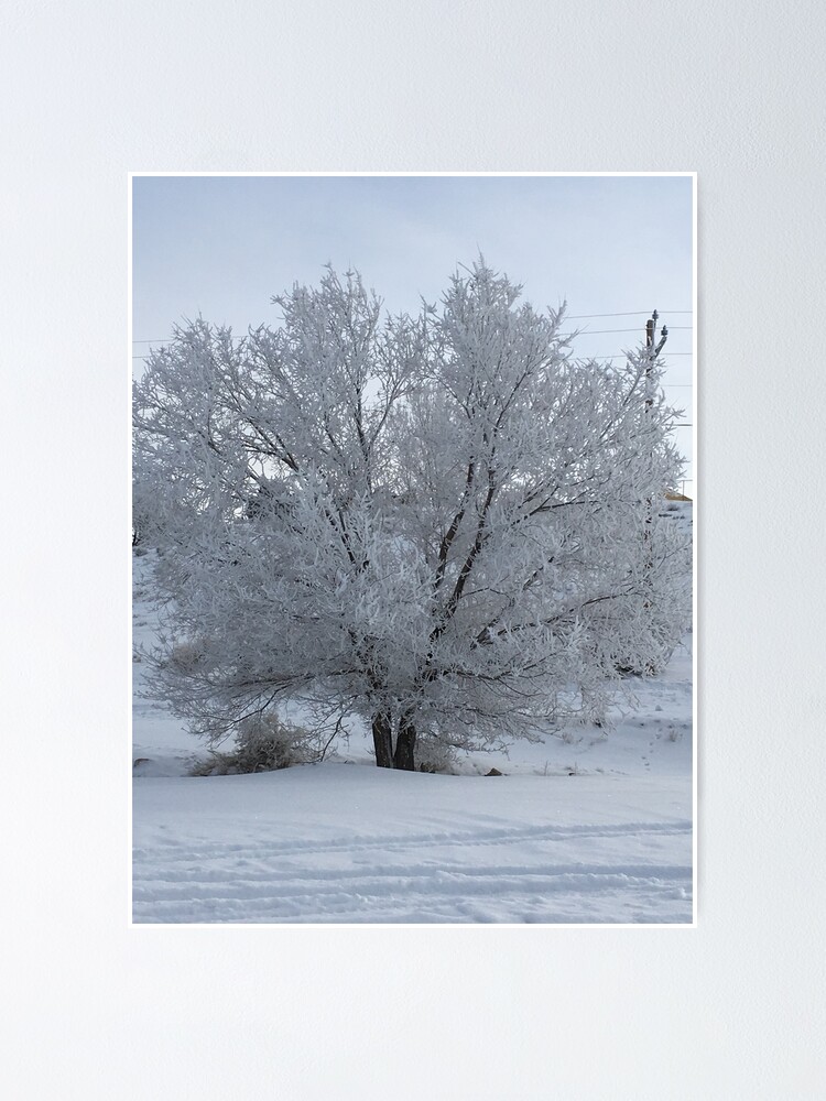 "Frosted Tree" Poster by arfrey3 | Redbubble
