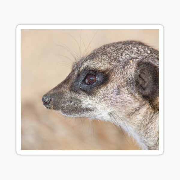 "Meerkat" Sticker for Sale by MartRPorter | Redbubble