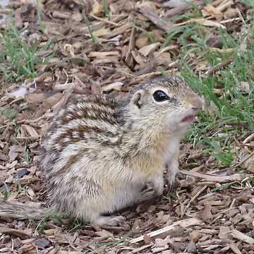 "Thirteen-lined ground squirrel" Sticker for Sale by Sergii Dymchenko | Redbubble