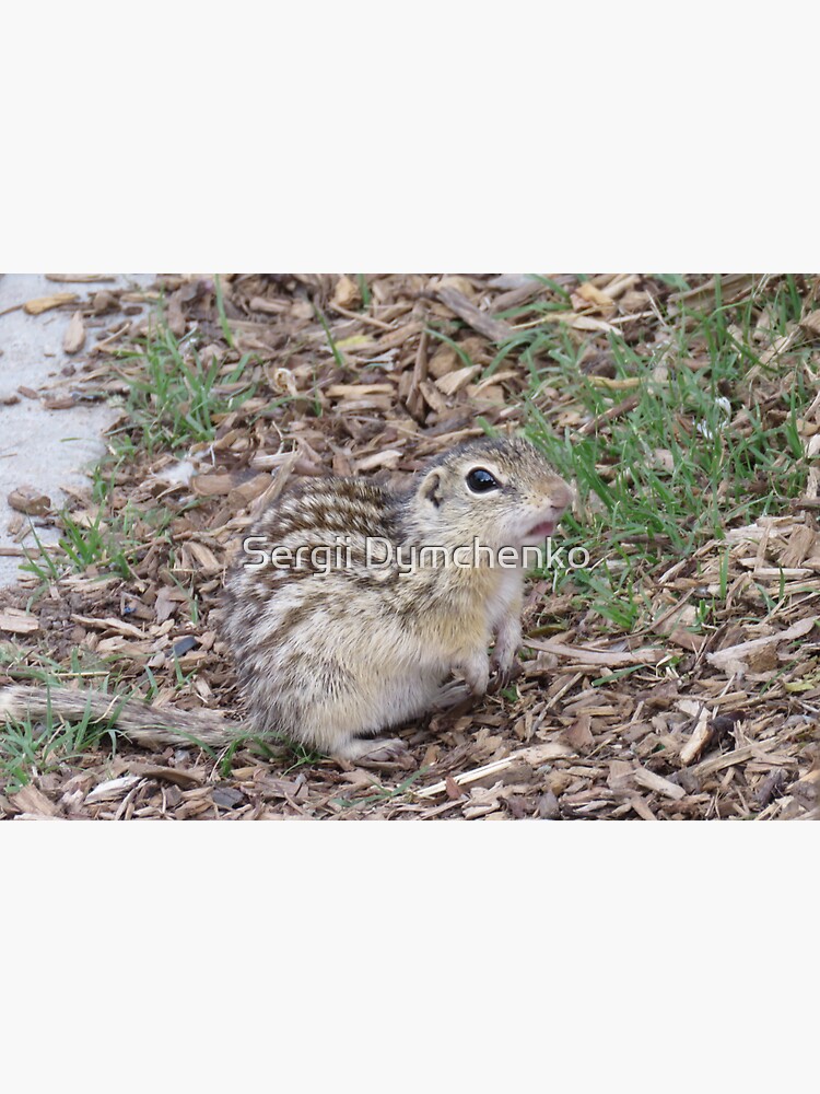 "Thirteen-lined ground squirrel" Sticker for Sale by Sergii Dymchenko | Redbubble