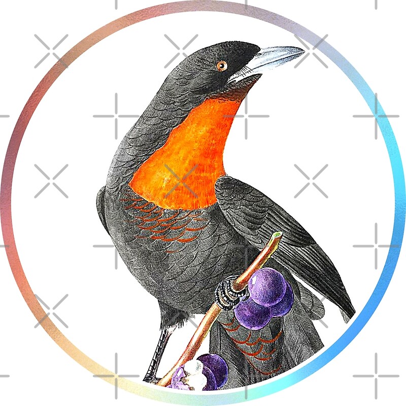 "Red-Ruffed Fruitcrow a Neotropical bird in the family Cotingidae" by ...