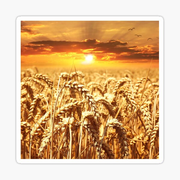 "Wheat" Sticker for Sale by RiaBubble | Redbubble