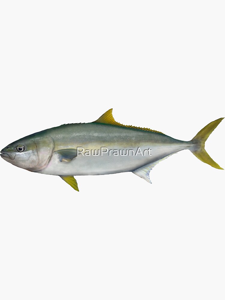"Yellowtail kingfish" Sticker by RawPrawnArt | Redbubble