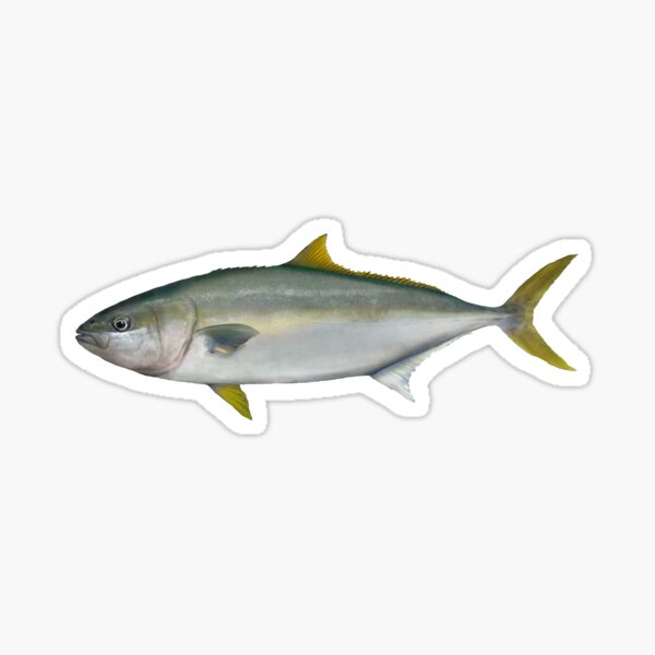 "Yellowtail kingfish" Sticker by RawPrawnArt | Redbubble