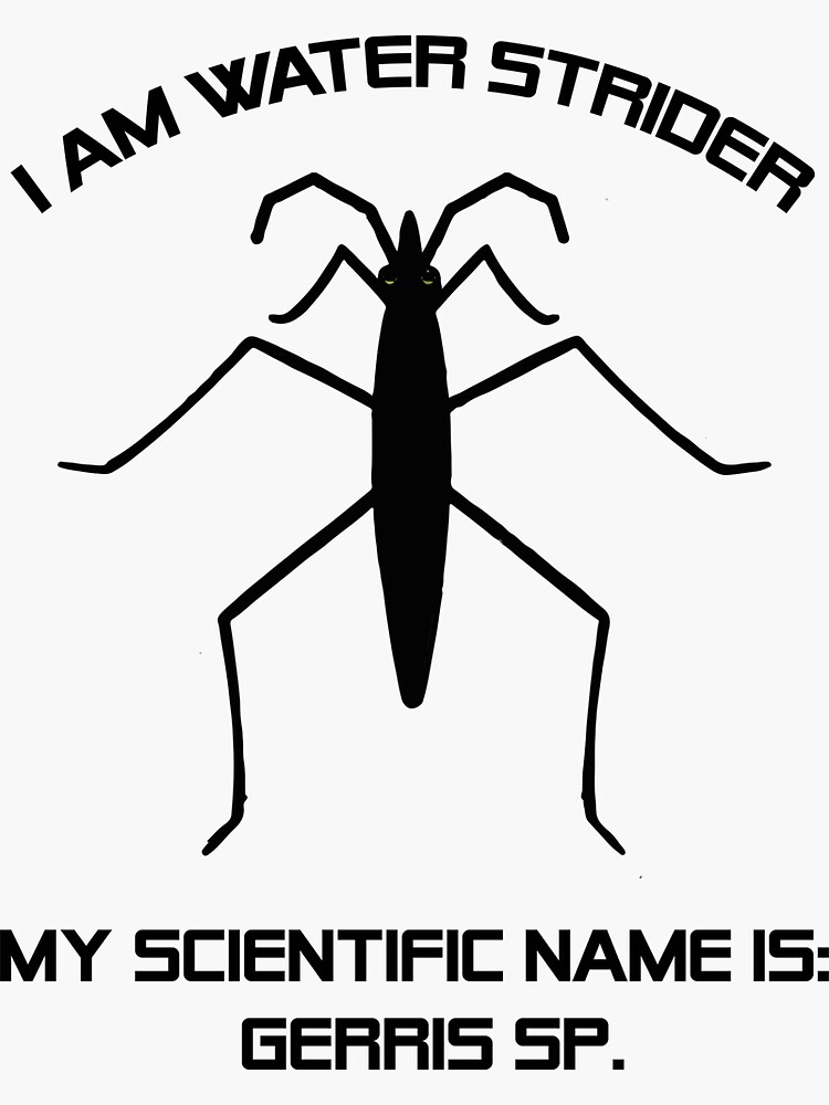 " Water strider (Gerris sp.)" Sticker for Sale by RimiDesign | Redbubble