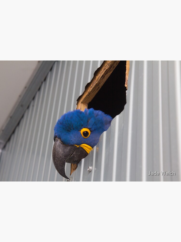 "Hyacinth Macaw" Sticker by JadeWelchBirds | Redbubble