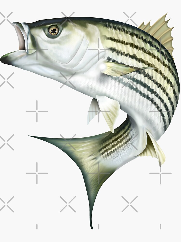 "Striped Bass" Sticker for Sale by iColor4U | Redbubble