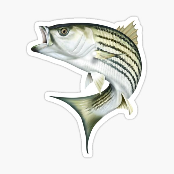 "Striped Bass" Sticker for Sale by iColor4U | Redbubble