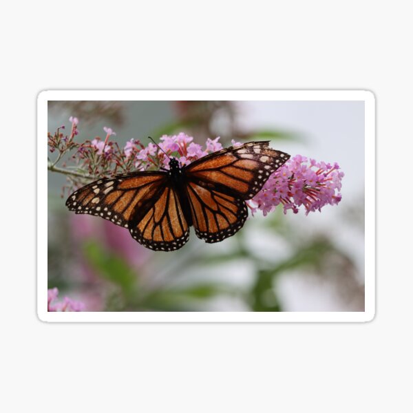 "Tattered Beauty" Sticker by LisaNaturePhoto | Redbubble