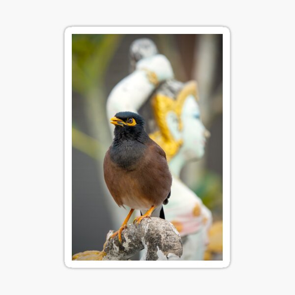 "Common myna" Sticker for Sale by troianifabrizio | Redbubble