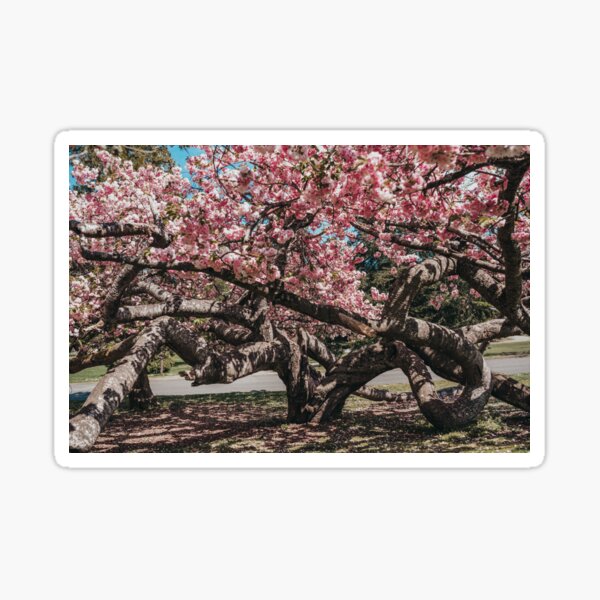"Cherry Blossom Tree" Sticker for Sale by StrausArts | Redbubble