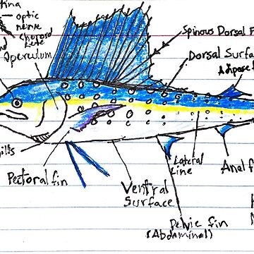 "Swordfish Diagram" Sticker for Sale by marcnking | Redbubble