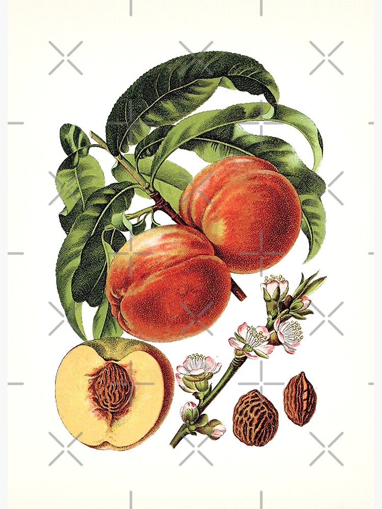 "Peach Life Cycle Poster" Art Print for Sale by NatureLand | Redbubble