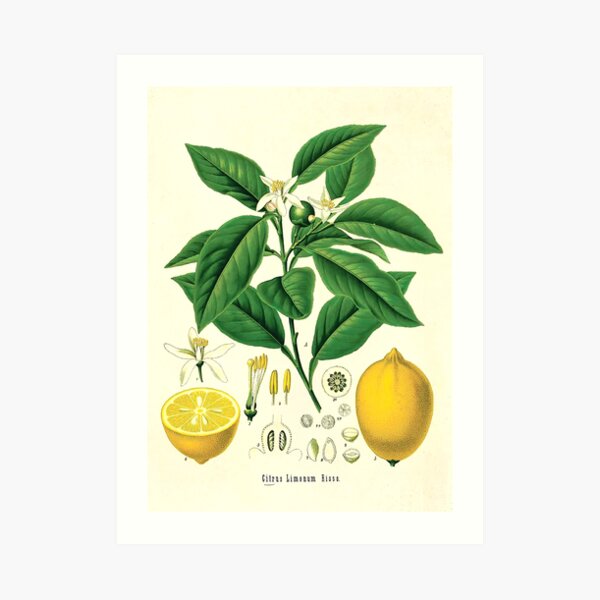 "Lemon Life Cycle Poster" Art Print for Sale by NatureLand | Redbubble