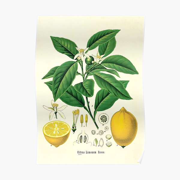 "Lemon Life Cycle Poster" Poster for Sale by NatureLand | Redbubble