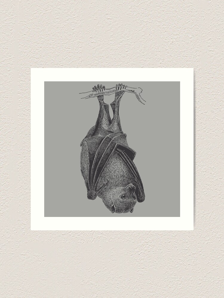 "Hanging Bat Vintage Illustration, Gothic Victorian Anatomical Drawing ...