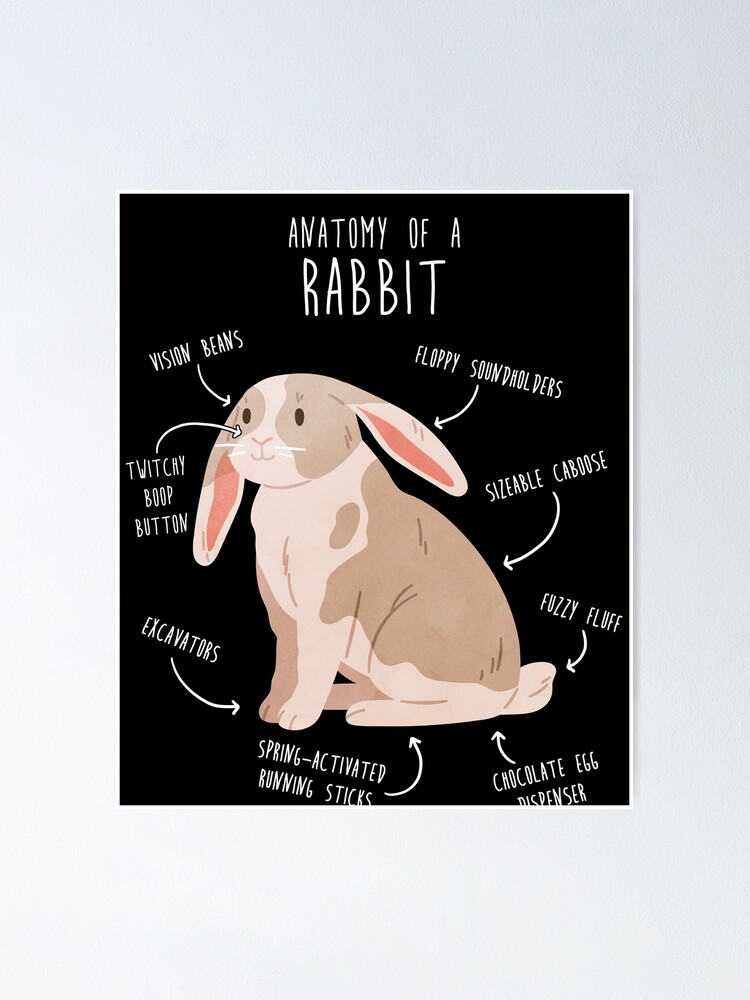 "Rabbit Anatomy" Poster for Sale by Psitta | Redbubble