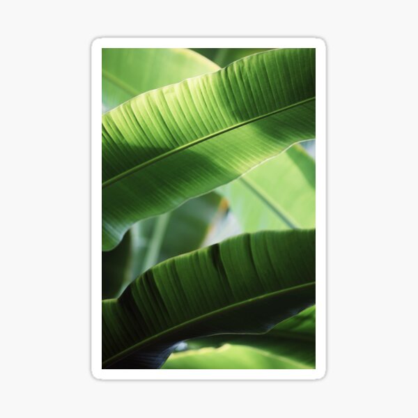 "Flora" Sticker by ALICIABOCK | Redbubble