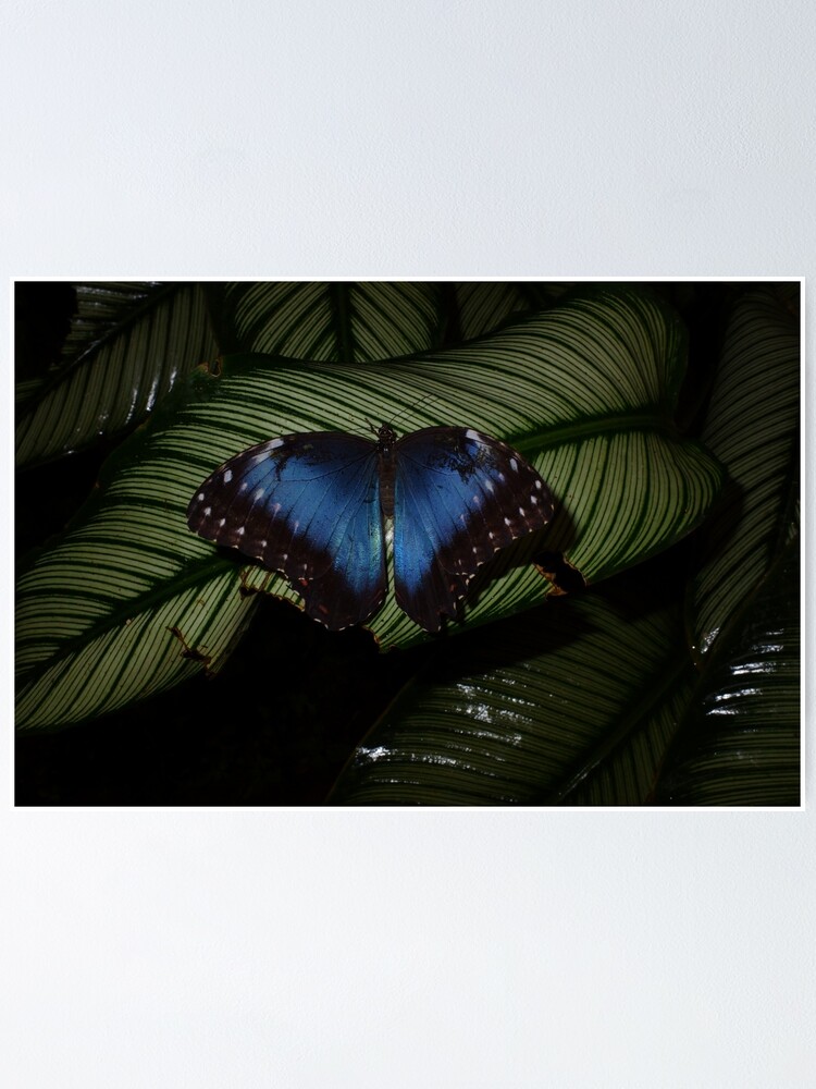 "The Blue Butterfly " Poster for Sale by fnklook | Redbubble