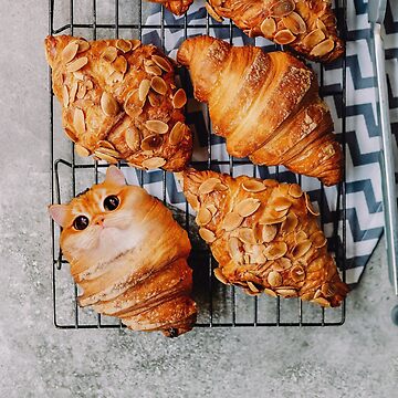 "Croissant cat" Sticker for Sale by Cats In Food | Redbubble