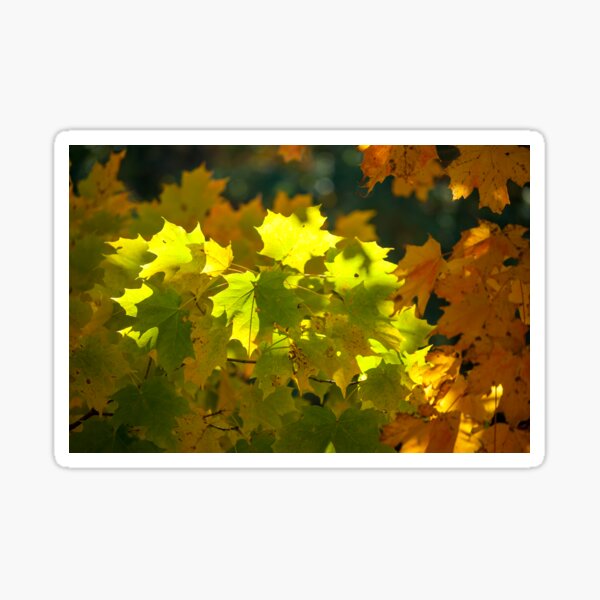 "Illuminated" Sticker for Sale by PaintedPony | Redbubble