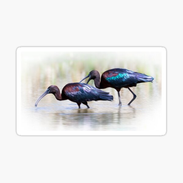 "Glossy ibis photo art" Sticker for Sale by DaveBassett | Redbubble