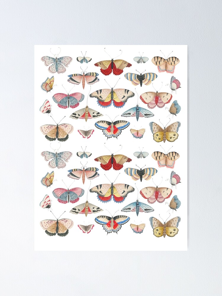 "Flutterbys, butterflies,insects,moths," Poster for Sale by 13thstreet ...