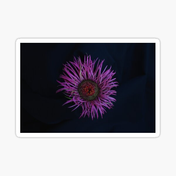 "Slightly Crazy Daisy" Sticker by Saturato | Redbubble