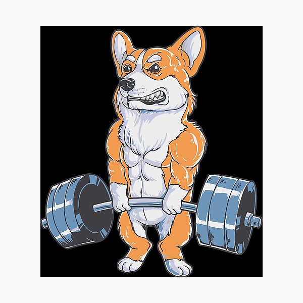Lámina fotográfica «Pembroke Welsh Corgi Dog Working Out - Funny Corgi ...