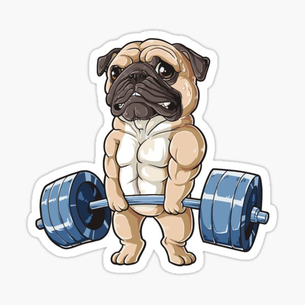 "Pug Dog Working Out - Funny Pug Fitness - gym - installing muscles ...