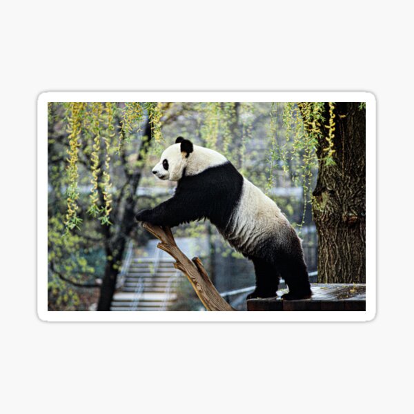 "Giant Panda At The Smithsonian National Zoo" Sticker for Sale by ...