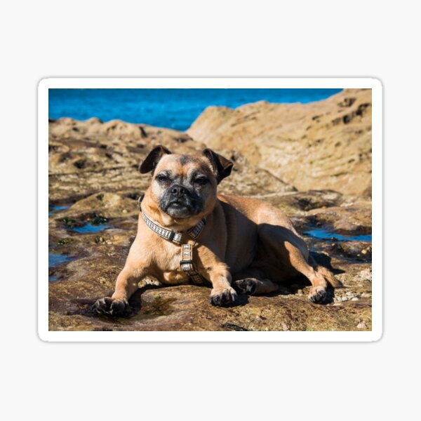 Pegatina «Pug cross jack russell perro sentado sobre las rocas en la ...