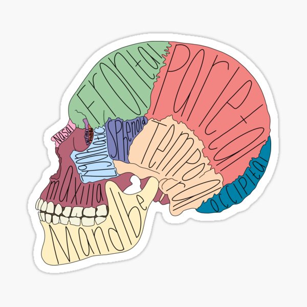 "Skull Bone Anatomy" Sticker for Sale by KatherineWinner | Redbubble
