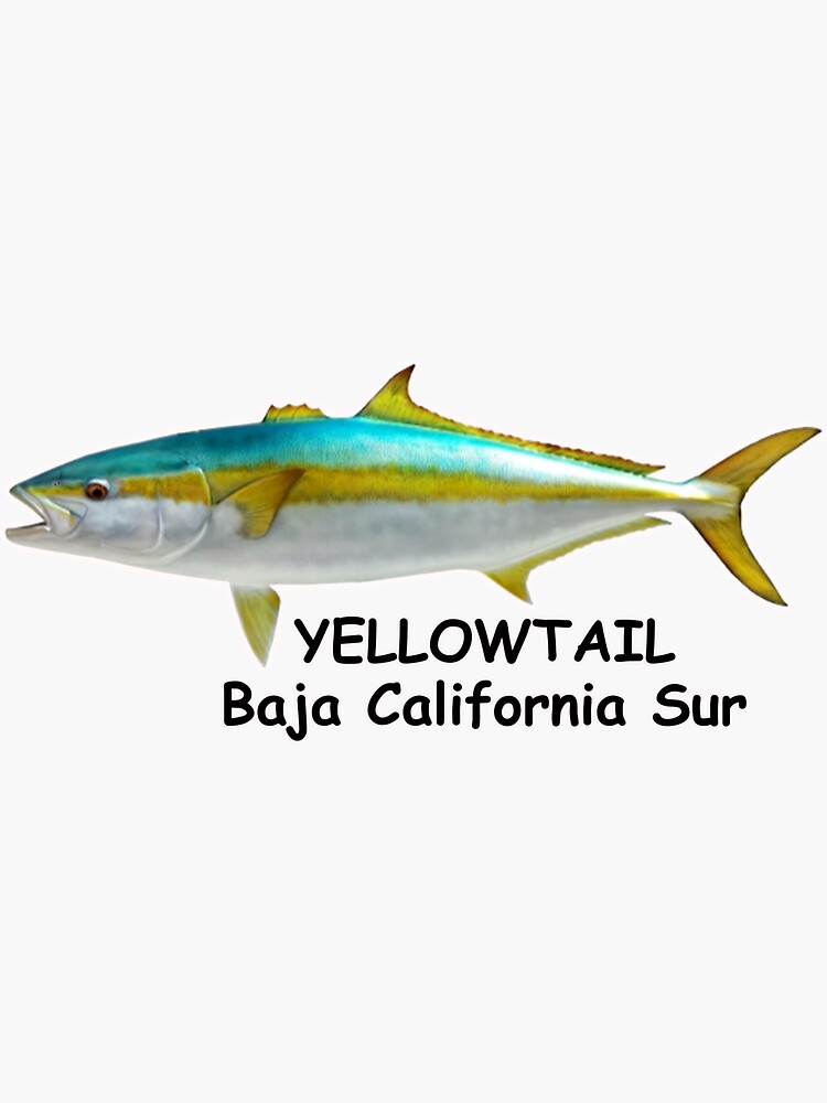 "YELLOWTAIL BAJA CALIFORNIA SUR" Sticker for Sale by cgullart | Redbubble