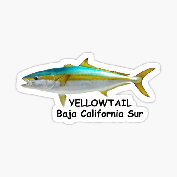 "YELLOWTAIL BAJA CALIFORNIA SUR" Sticker for Sale by cgullart | Redbubble