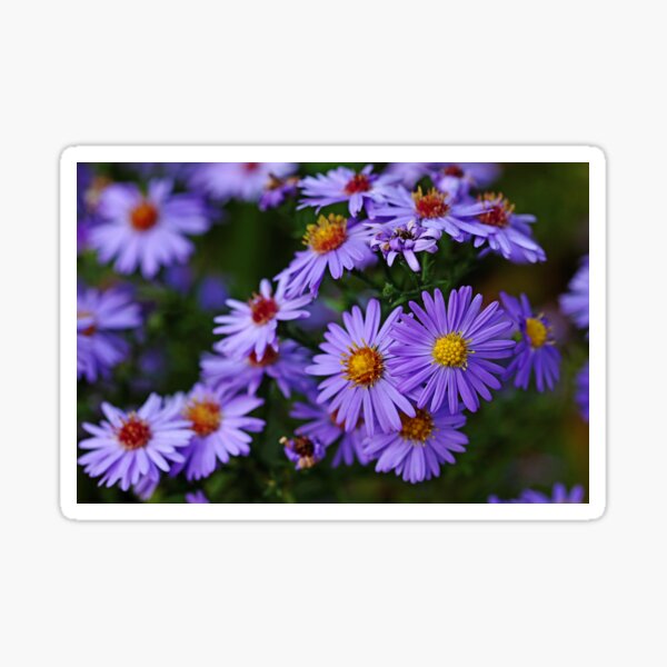 "Purple Autumn Asters" Sticker for Sale by debop | Redbubble