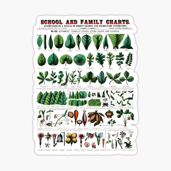 "Botanical Forms Of Leaves Stems Roots And Flowers Vintage Collection ...