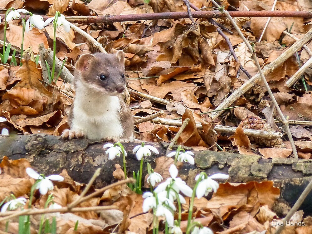 "The Weasel " by Lisa Hands | Redbubble