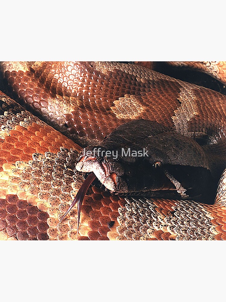 "Big Red, Sumatran Blood and Short-tailed Python." Art Print for Sale ...