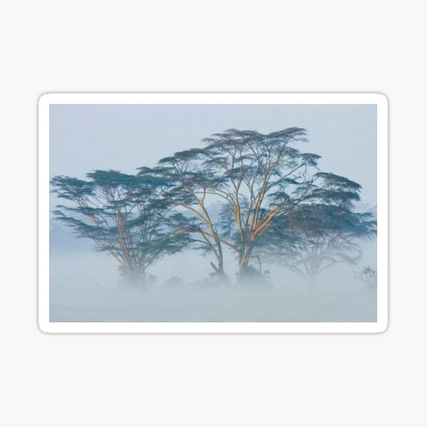 "Acacia Trees Covered" Sticker for Sale by FinleyMason | Redbubble