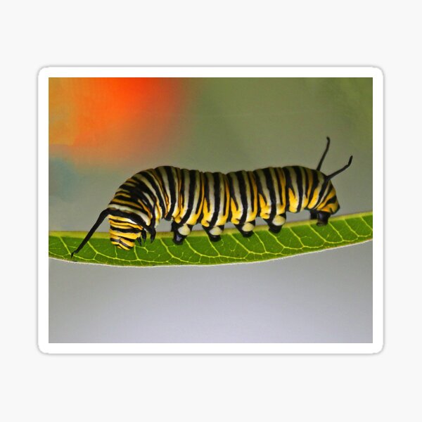 "Monarch Butterfly Caterpillar" Sticker for Sale by jozi1 | Redbubble