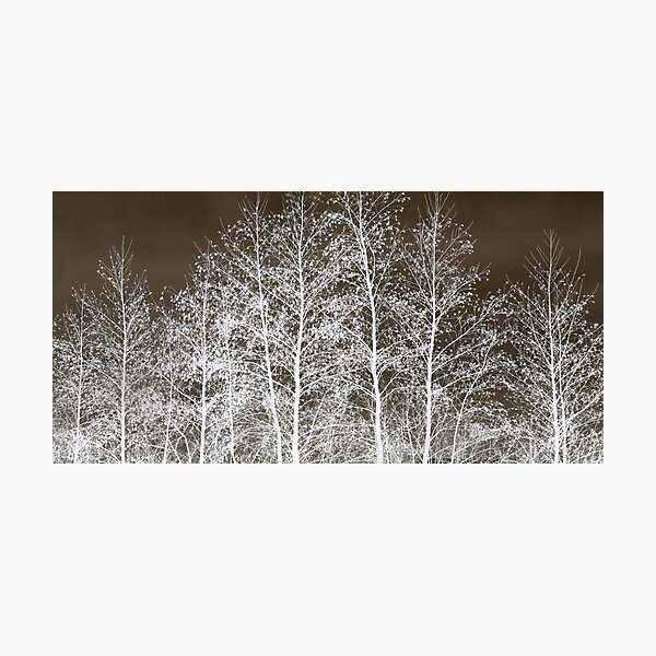 Lámina fotográfica «Siluetas de árboles» de pinkal | Redbubble