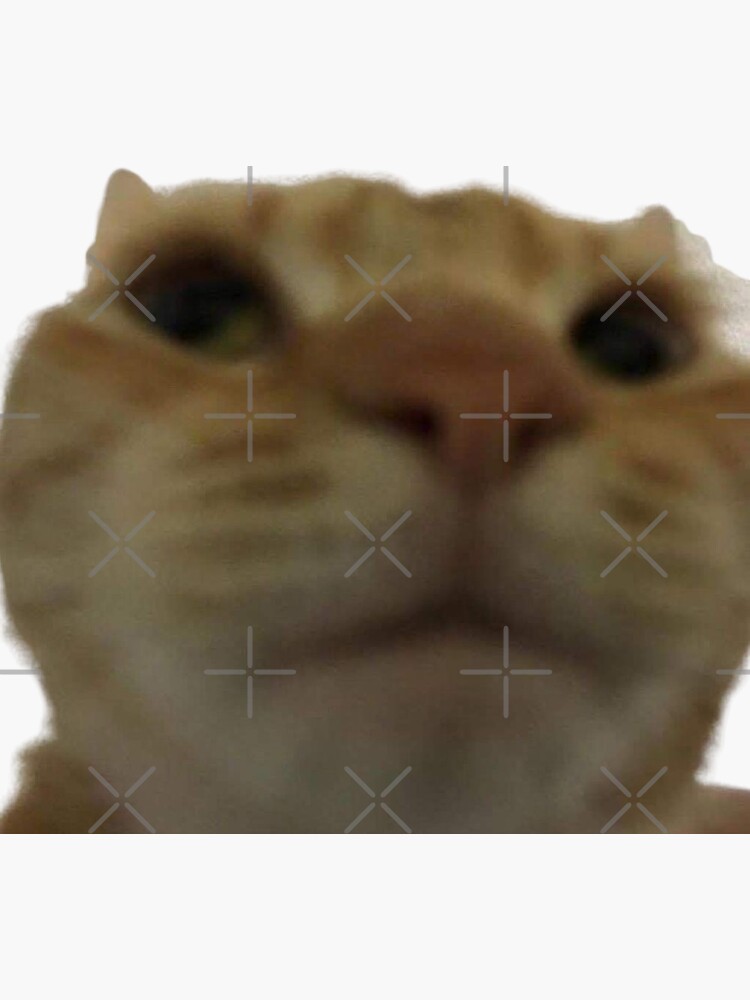 "Gusic cat" Sticker for Sale by Purely4Money | Redbubble