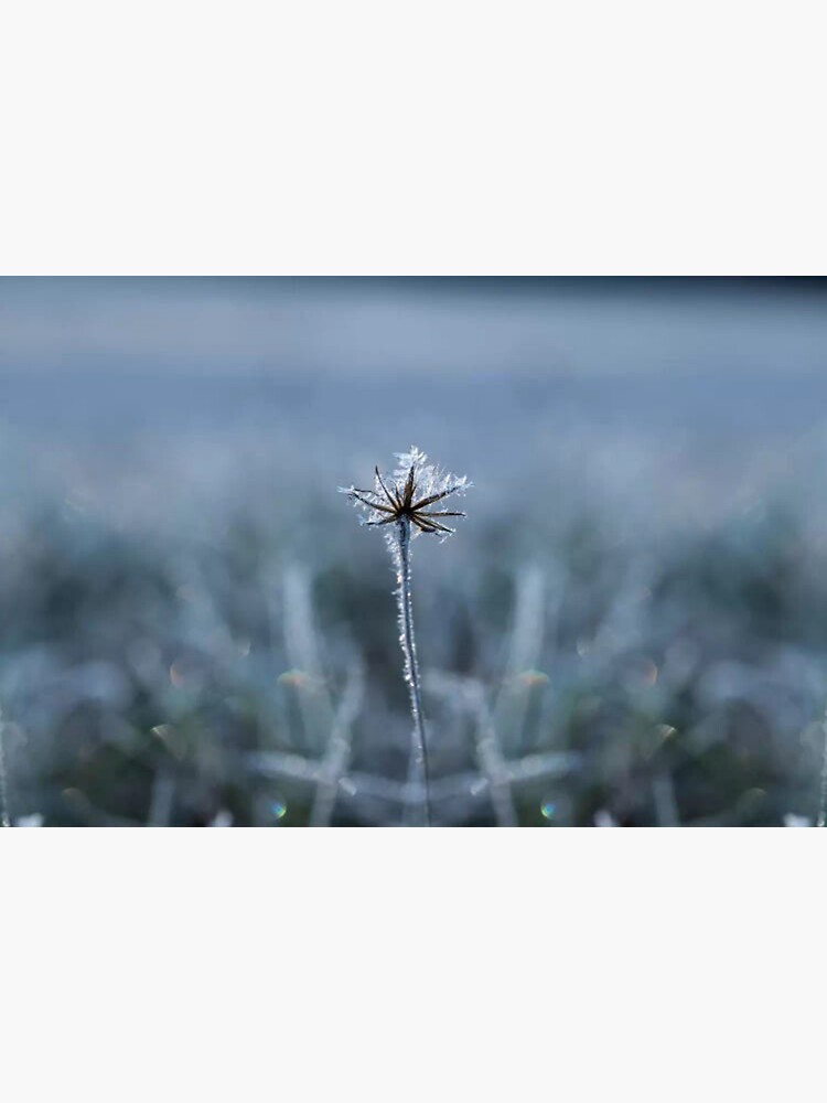 "Frozen Star" Sticker for Sale by JohnHammilten | Redbubble