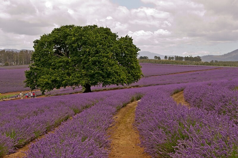 "Oak in Lavender - Old tree amidst the new blooms" by TonyCrehan ...