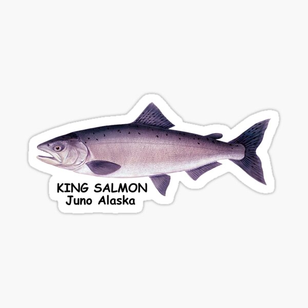 "KING SALMON JUNO ALASKA" Sticker for Sale by cgullart | Redbubble