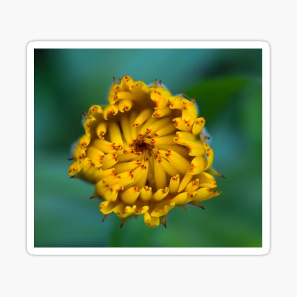 "Unfolding flower" Sticker for Sale by AnitavanGendt | Redbubble