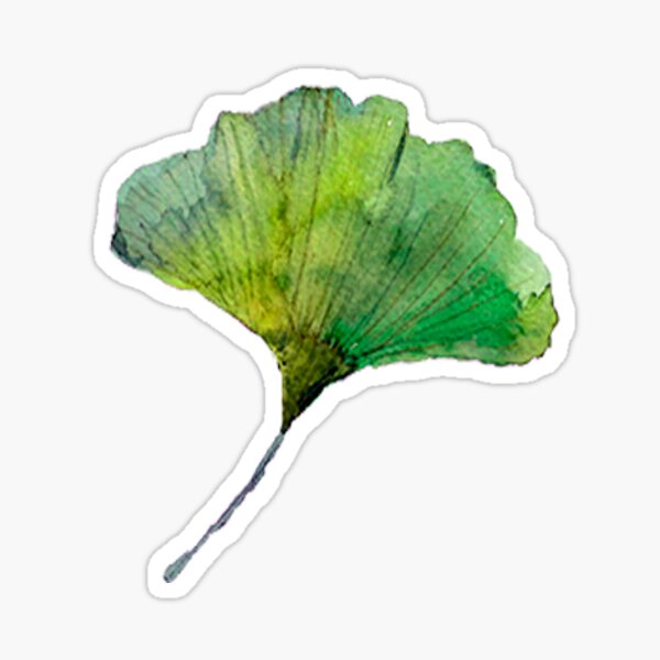 "Ginkgo Biloba" Sticker for Sale by Inspiracion | Redbubble